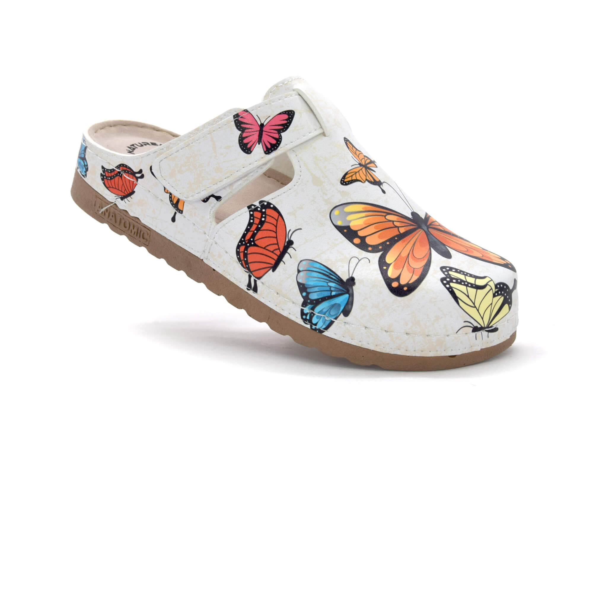 ANATOMSKE COKLE, CLASS LIFE, Pisano, BACHG